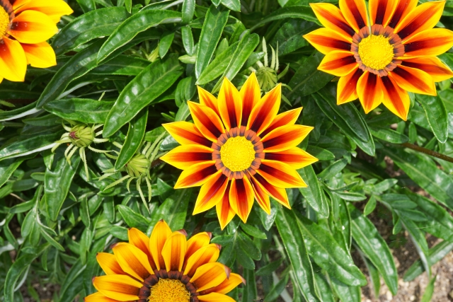 お疲れ様を花言葉で伝えられるお花をご紹介！卒業、退職、門出などで | チョコバットの逆襲